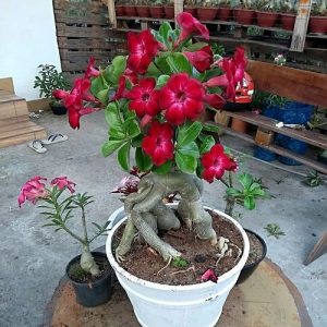 20 Adenium Varieties You Can’t Resist Growing - Succulent Garden Web