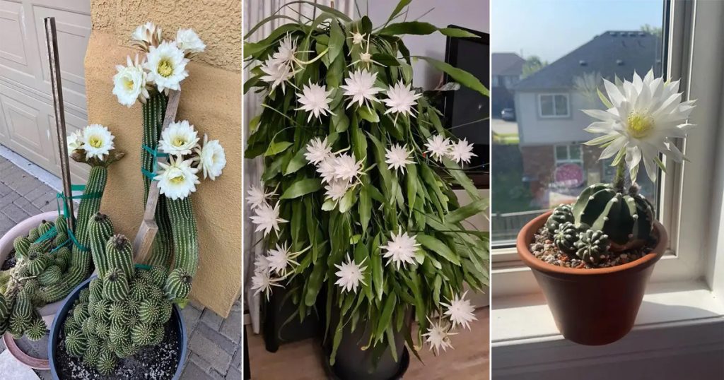 How To Remove Cactus Needles—The Best Ways - Succulent Garden Web