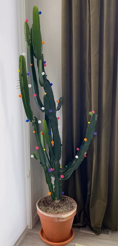 20 Creative Cactus Arrangement Ideas - Succulent Garden Web
