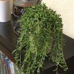 15 Beautiful String Succulents That Hang - Succulent Garden Web