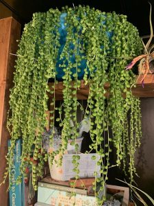 15 Beautiful String Succulents That Hang - Succulent Garden Web