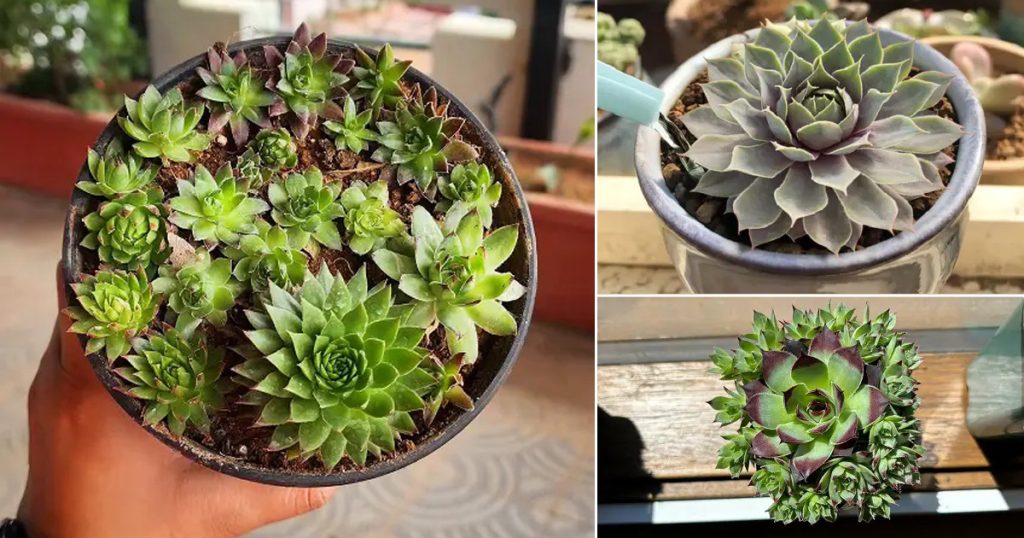 How To Get Sempervivums To Grow More Pups? - Succulent Garden Web