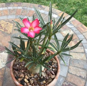 20 Adenium Varieties You Can’t Resist Growing - Succulent Garden Web