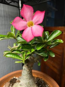 20 Adenium Varieties You Can’t Resist Growing - Succulent Garden Web