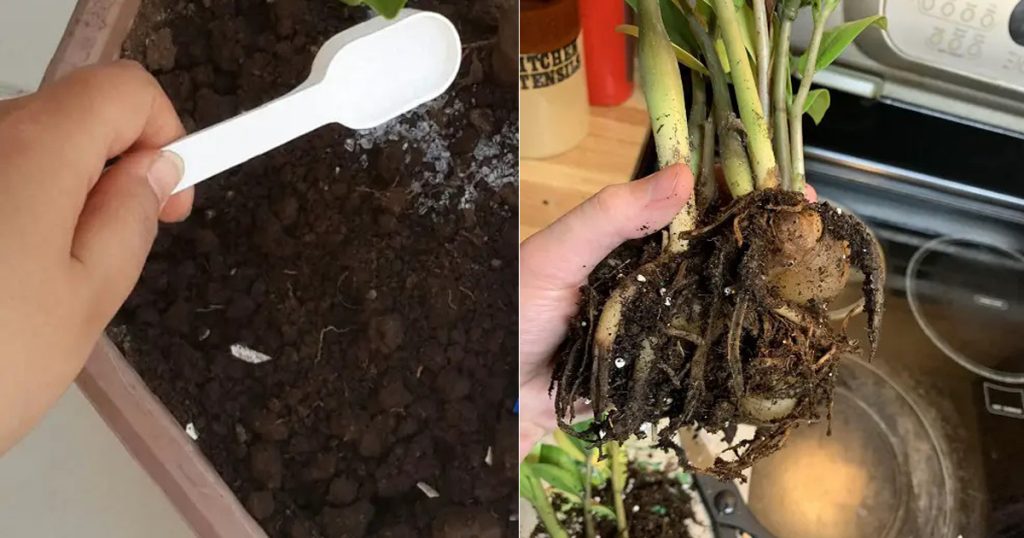 The Salt Trick to Save Your ZZ Plant from Root Rot – Use It Wisely ...