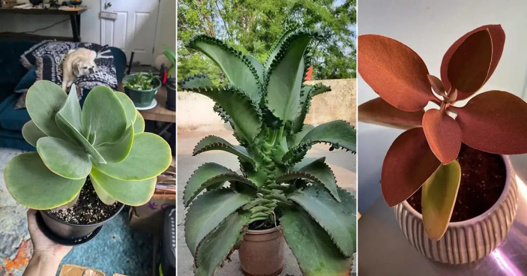 14 Beautiful Succulents With Big Flowers - Succulent Garden Web