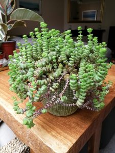 15 Beautiful String Succulents That Hang - Succulent Garden Web