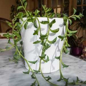 15 Beautiful String Succulents That Hang - Succulent Garden Web