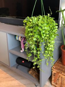 15 Beautiful String Succulents That Hang - Succulent Garden Web