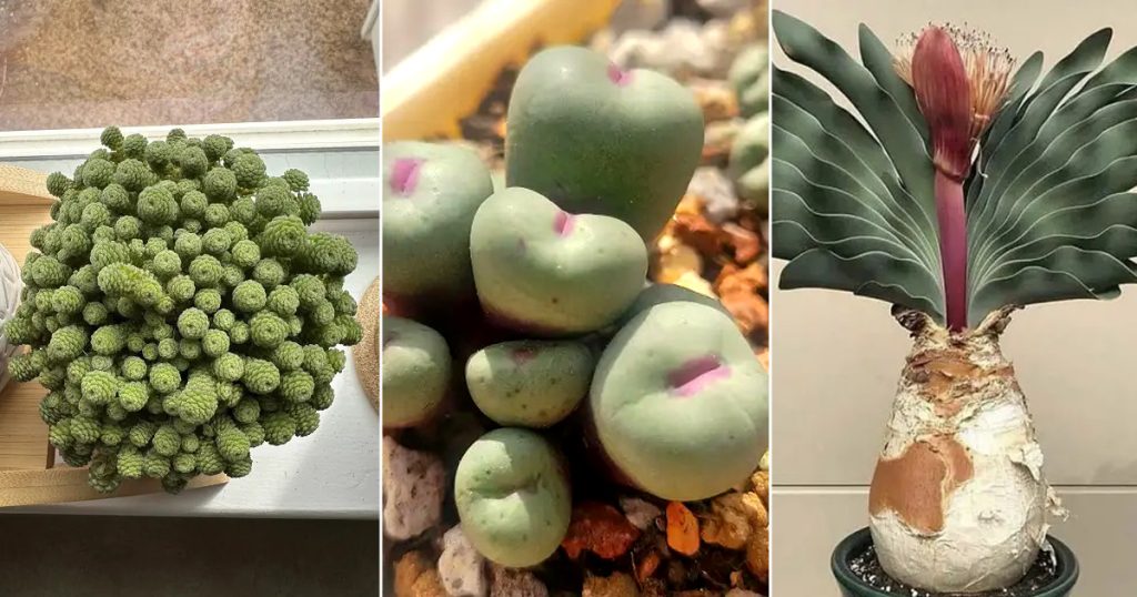 21 Unusual and Unique Shaped Succulents - Succulent Garden Web