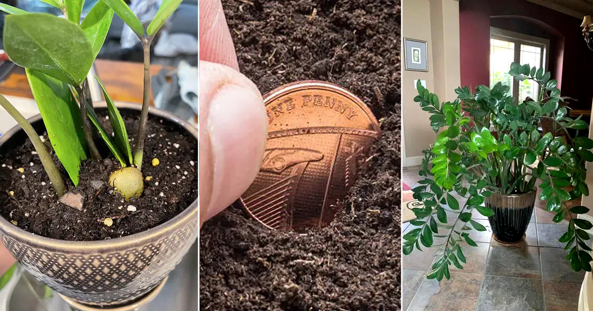 Why People Bury Coins in ZZ Plant Pots—The Surprising Tradition ...