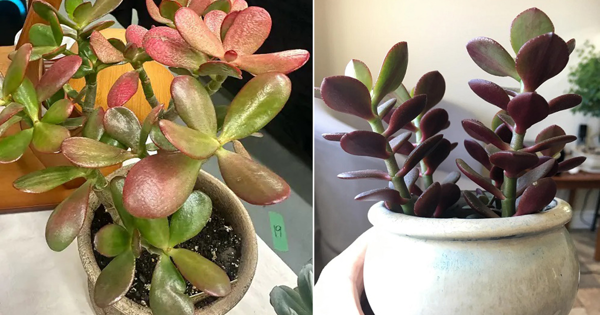 Why Your Jade Plant’s Leaves Are Turning Red – The Good and Bad Signs ...