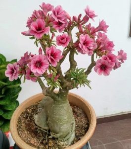 20 Adenium Varieties You Can’t Resist Growing - Succulent Garden Web