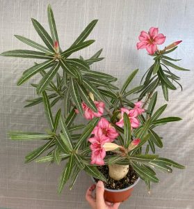 20 Adenium Varieties You Can’t Resist Growing - Succulent Garden Web