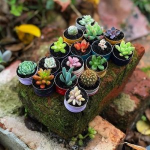 30 Cute Mini Succulent Arrangement - Succulent Garden Web