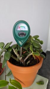 Best Ways to Water Your Jade Plant for Maximum Growth - Succulent ...