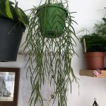 15 Beautiful String Succulents That Hang - Succulent Garden Web