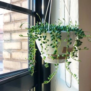 15 Beautiful String Succulents That Hang - Succulent Garden Web