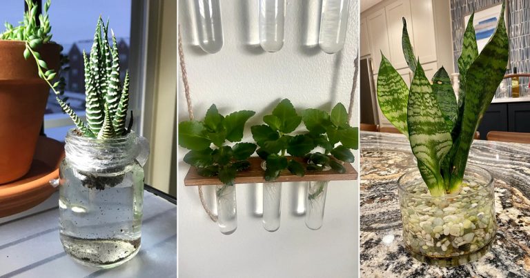 7 Crystal Clear Succulents That Look Transparent and Rare - Succulent ...