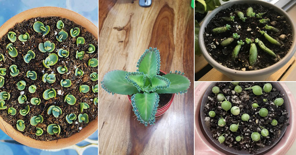 11 Easy Succulents That Grow From Leaves—No Experience Needed ...