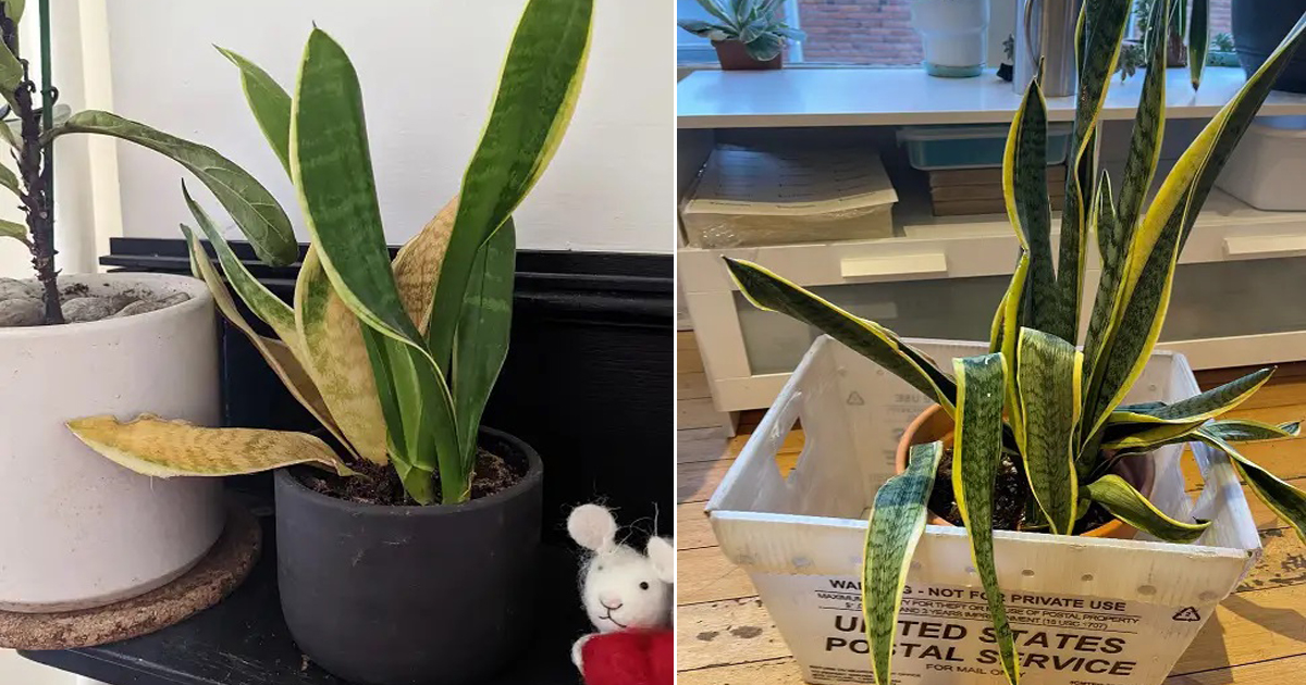 8 Hidden Signs Your Snake Plant Is Crying for Help—Here's What to Do ...