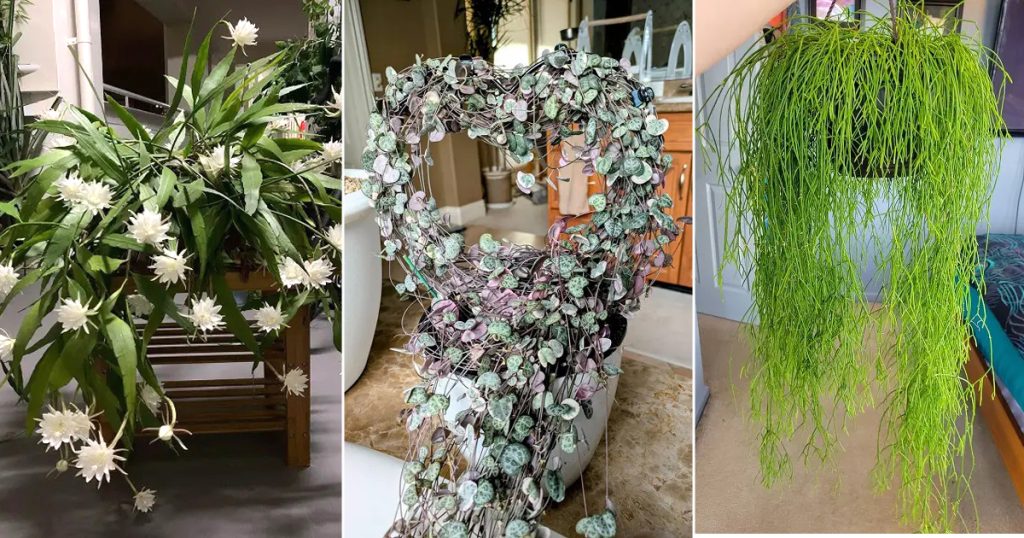 7 Succulents That Look Like Trees - Succulent Garden Web