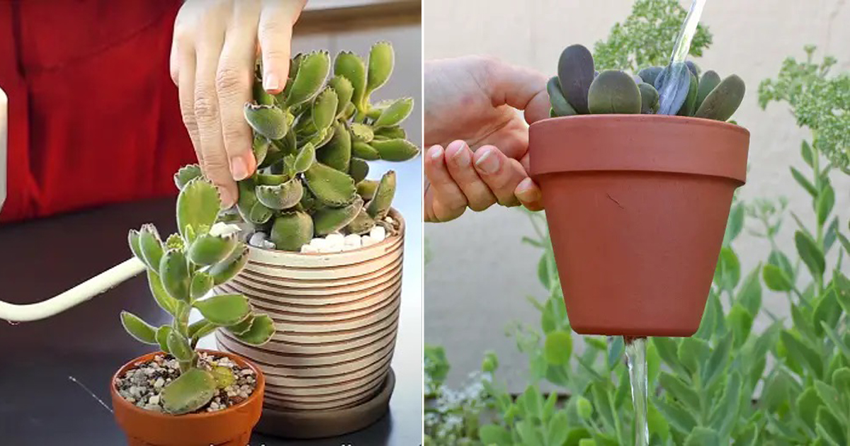 31 Beautiful Succulents With Pink Tips - Succulent Garden Web