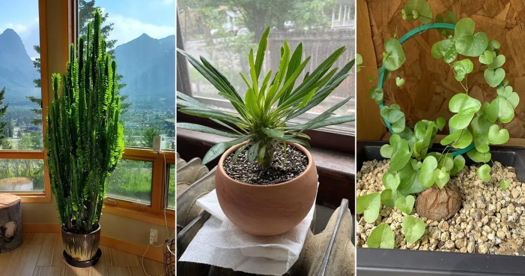 19 Best Succulent Vines That Are Easy to Grow and Gorgeous - Succulent ...