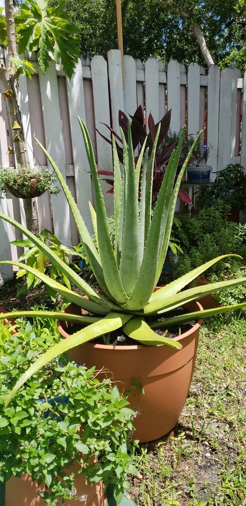 6 Tricks to Keep Aloe Vera Leaves Thick and Juicy - Succulent Garden Web