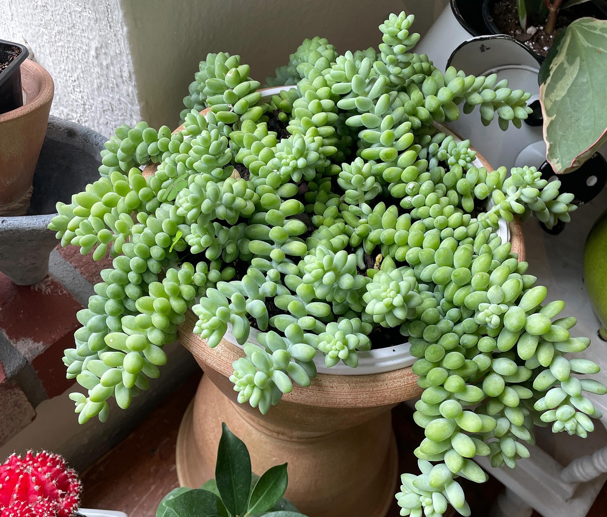 How to Make Burro’s Tail Look Bushier and Trail Better? - Succulent ...