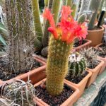 8 Best Cactus with Orange Flowers You’ll Absolutely Love - Succulent ...