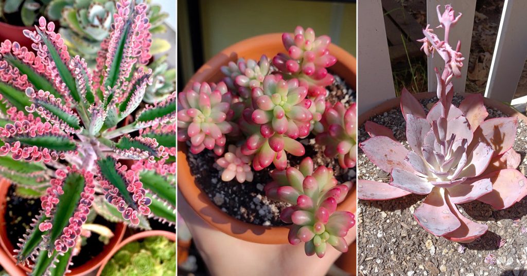 7 Crystal Clear Succulents That Look Transparent and Rare - Succulent ...