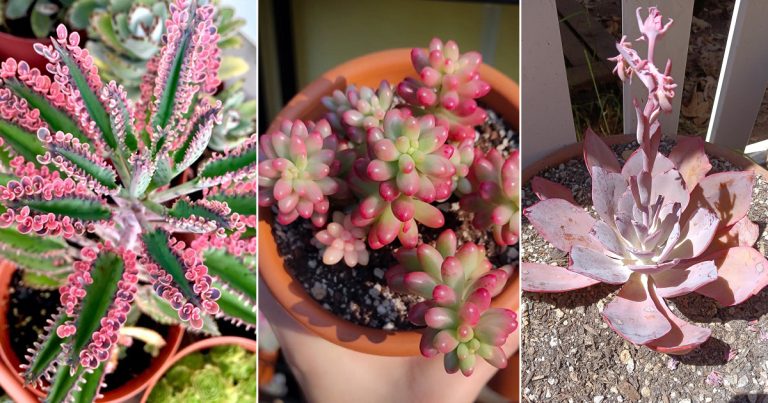 12 Best Long Leaf Succulents For You - Succulent Garden Web