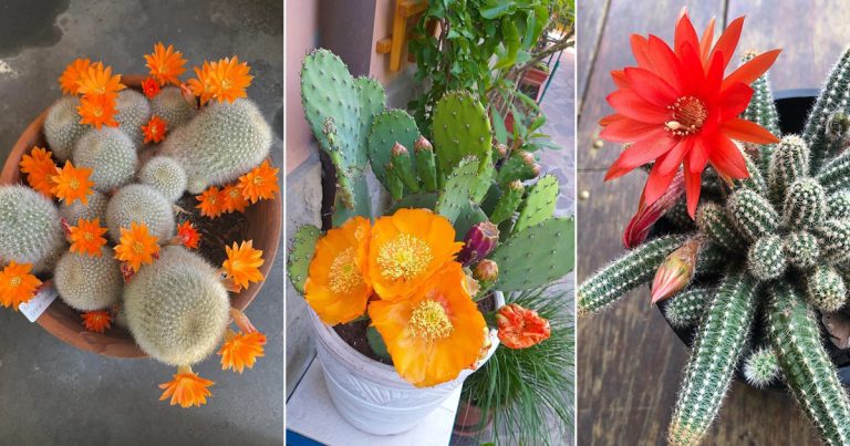 20 Amazing Types of Cactus in Arizona - Succulent Garden Web