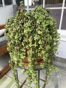 19 Best Spilling Succulents That Will Overflow with Beauty - Succulent ...