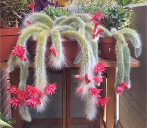 19 Best Spilling Succulents That Will Overflow with Beauty - Succulent ...