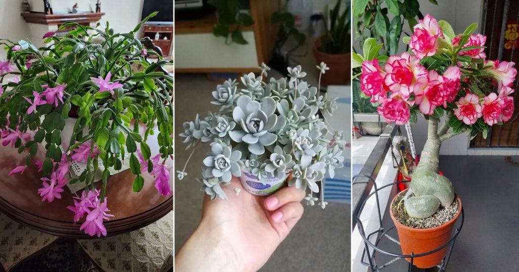 7 Crystal Clear Succulents That Look Transparent and Rare - Succulent ...