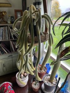 19 Best Spilling Succulents That Will Overflow with Beauty - Succulent ...