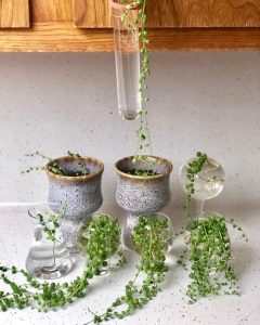 Can You Propagate String of Pearls in Water? Step-by-Step Guide ...
