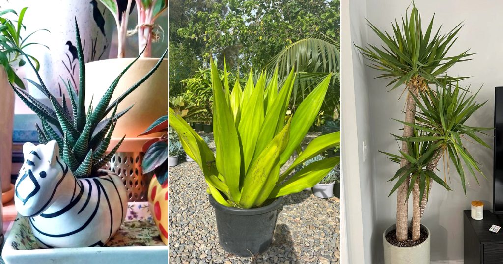 7 Crystal Clear Succulents That Look Transparent and Rare - Succulent ...