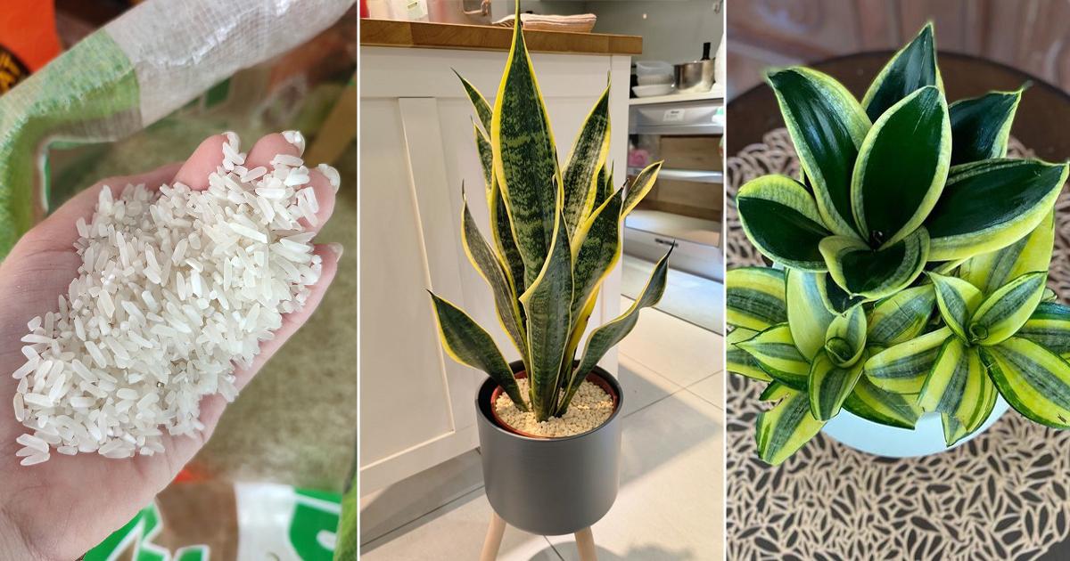 Why Some Gardeners Are Burying Rice in Their Snake Plant Pots ...