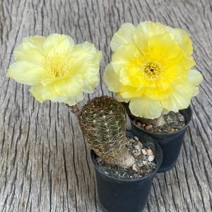 8 Adorable Cacti with Yellow Flowers - Succulent Garden Web
