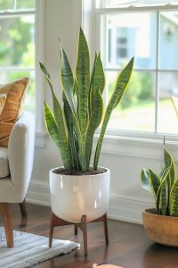 22 Amazing Snake Plant Display Ideas - Succulent Garden Web