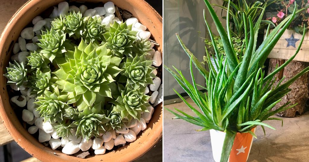5 Succulents that You Can Force to Produce More Pups! - Succulent ...