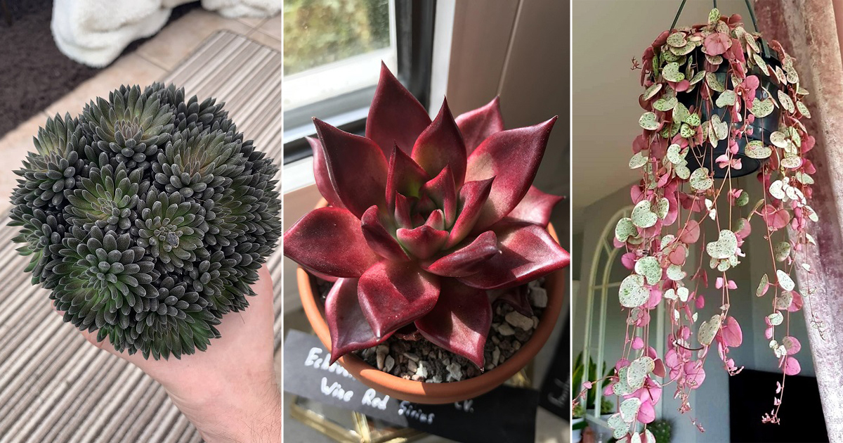 Best Succulents According to Zodiac Signs—Which One Are You ...