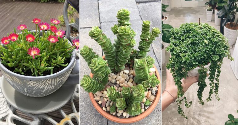 8 Succulents That Look Like Fingers - Succulent Garden Web