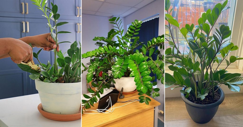 How to Make a ZZ Plant Grow More Stems with These Easy Tips ...