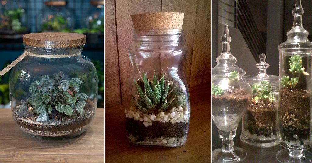 7 Crystal Clear Succulents That Look Transparent and Rare - Succulent ...
