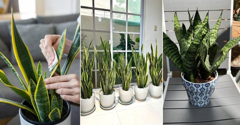 Best and Worst Places to Display Your Snake Plant at Home - Succulent ...