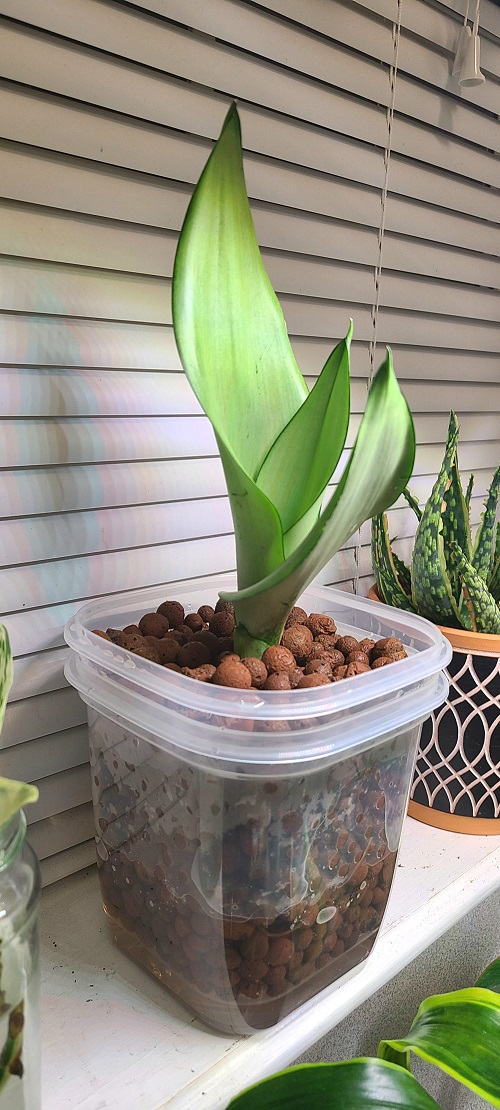 Can You Grow a Snake Plant in Just Pebbles? Let's Find Out! - Succulent ...